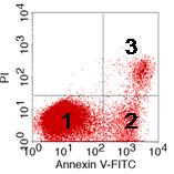 Apoptosis Tools